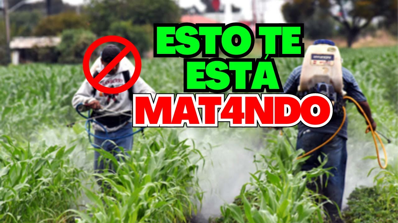 Cómo Evitar La Intoxicaón Al Aplicar Plaguicidas Al Cultivo Youtube