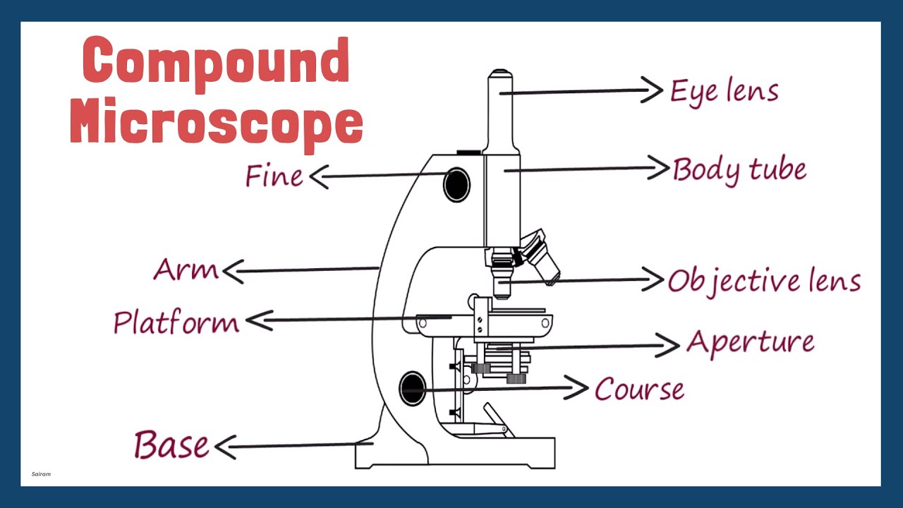 Simple Compound Microscope Parts And Functions
