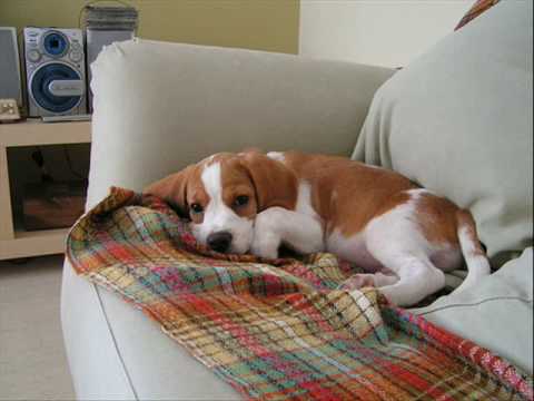 Cute Beagle Puppies Youtube