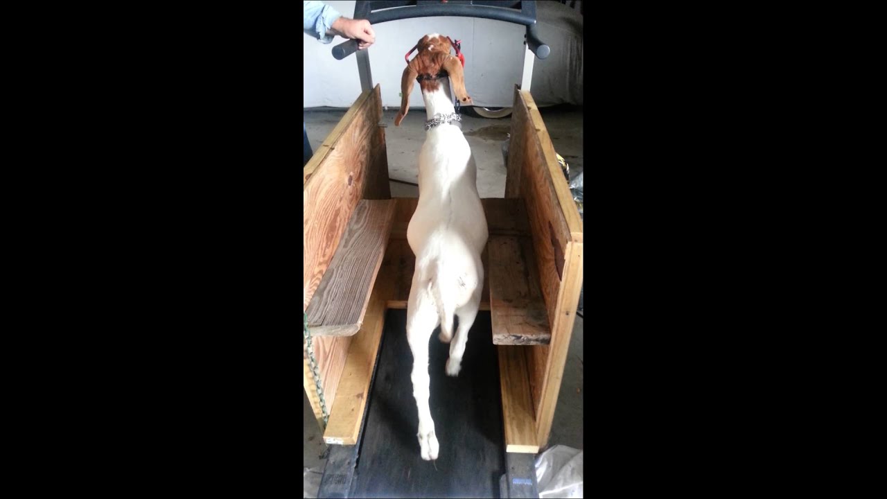 Goat On Treadmill Youtube