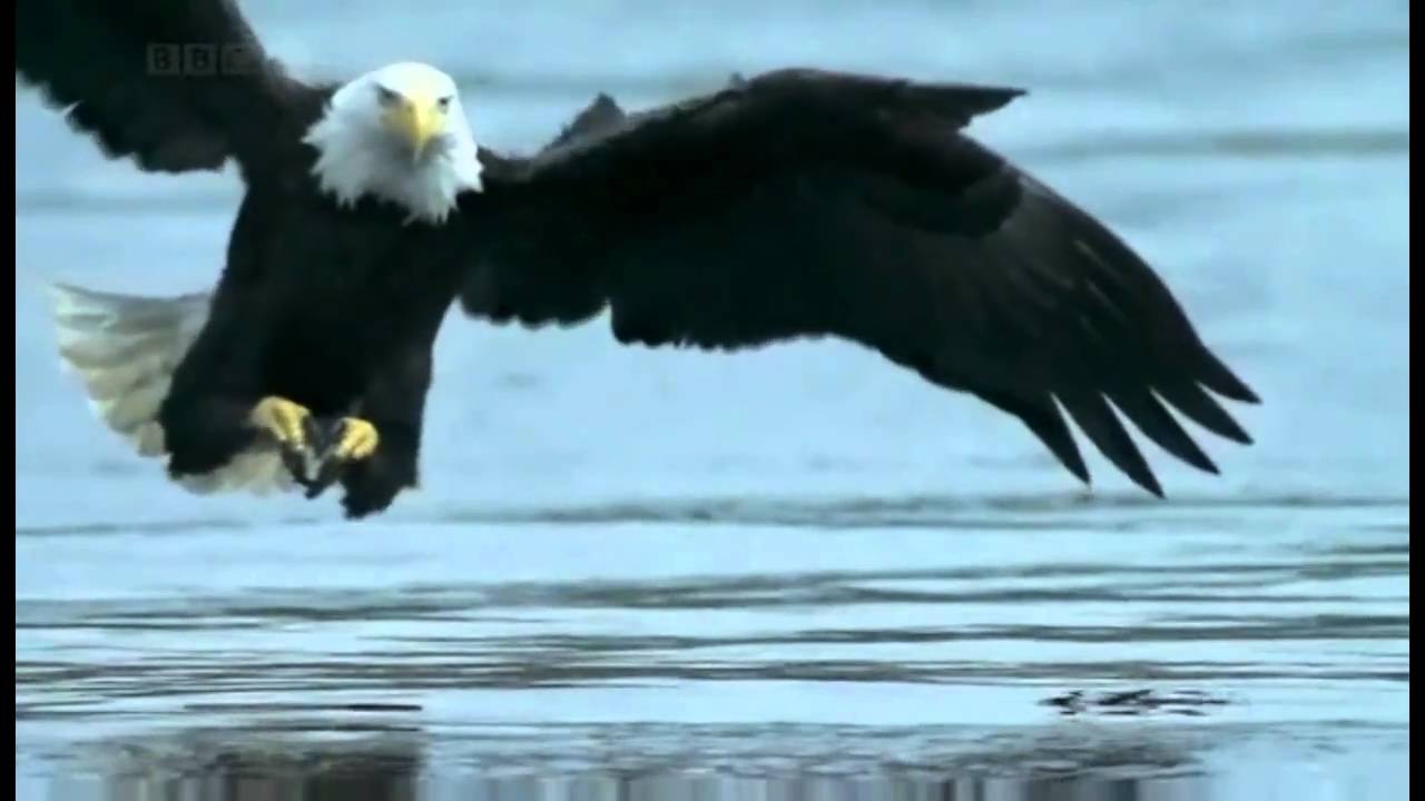 Isis The Pliable Foe Music Video Hd High Quality Youtube