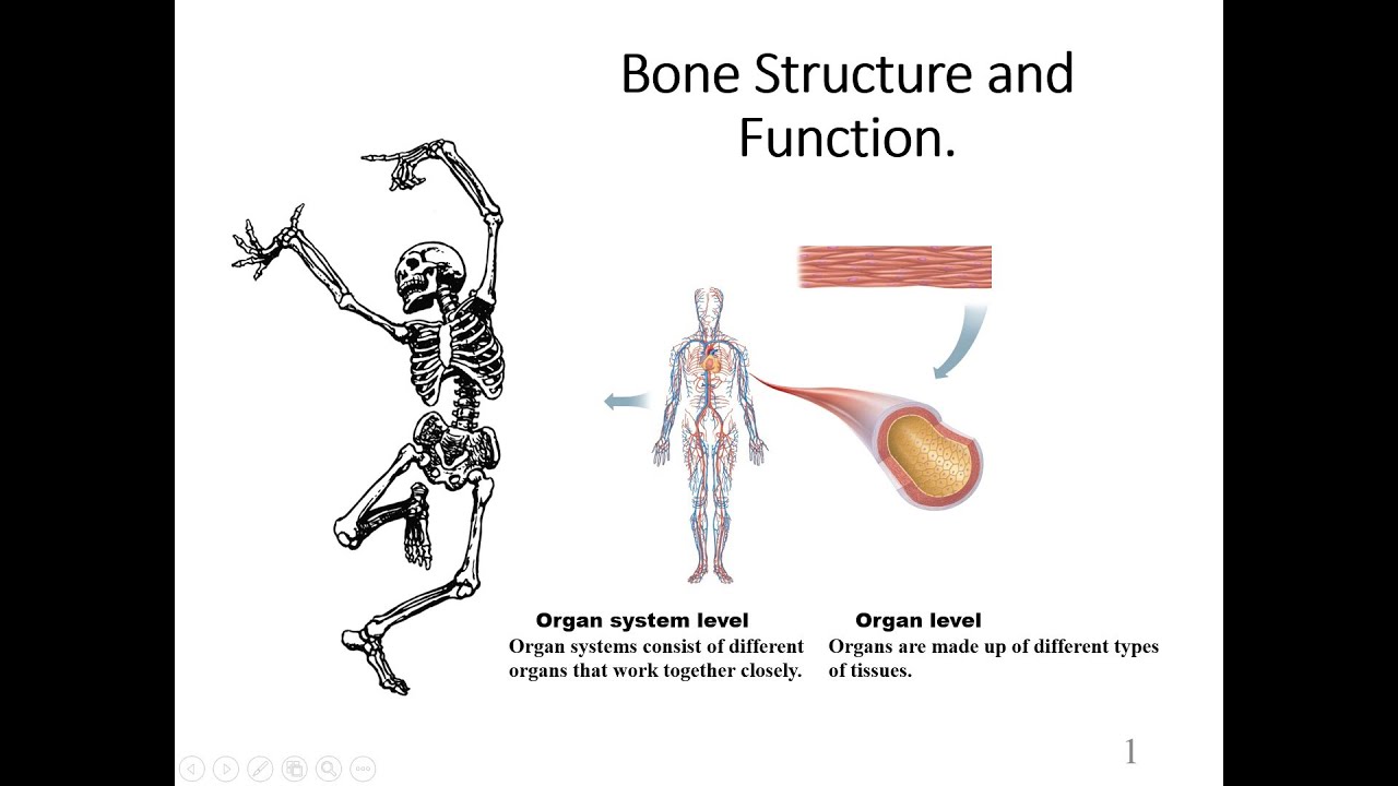 Bio 168 Chapter 7 Bone Structure And Function Youtube