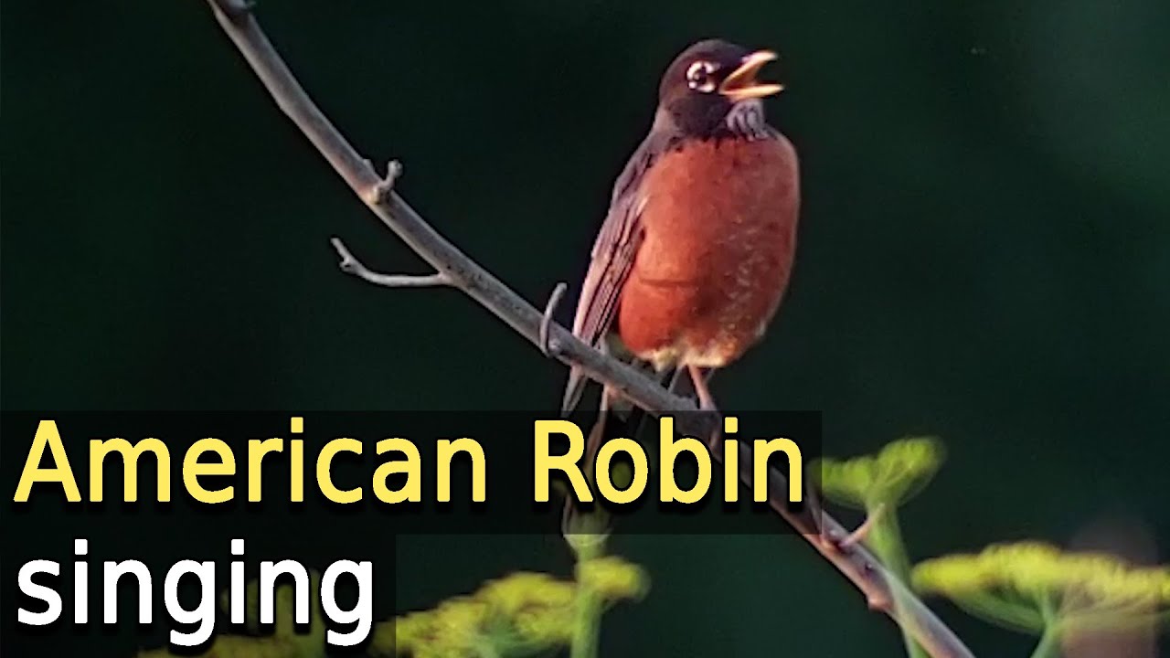 American Robin Singing Youtube