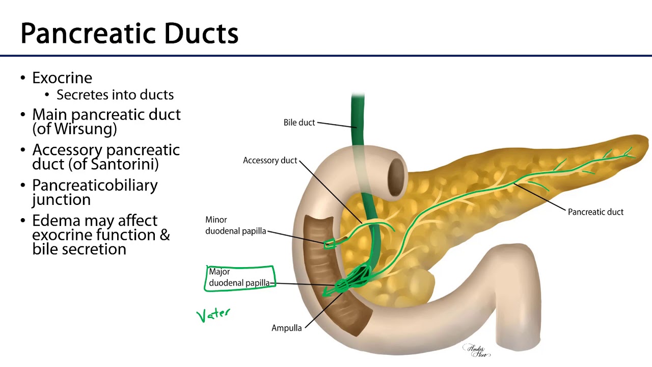 Pancreas Duct Anatomy