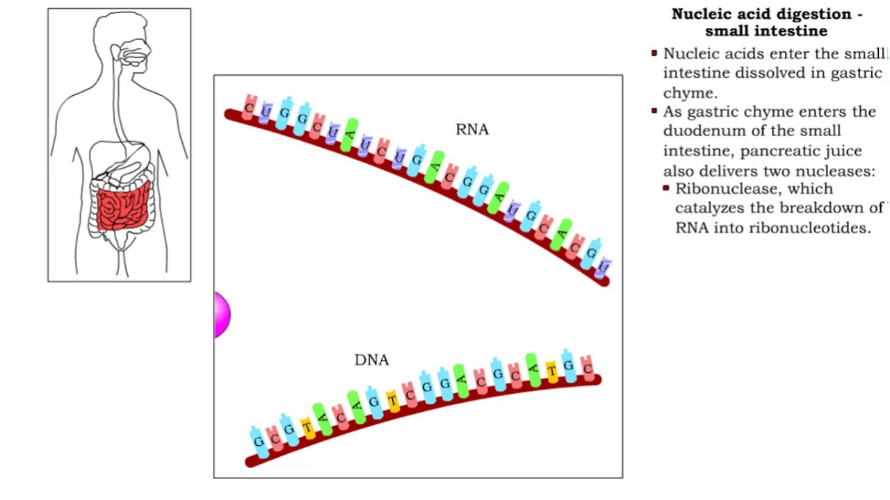 What Enzyme Breaks Down Nucleic Acids In Small Intestine At Rose Perez Blog