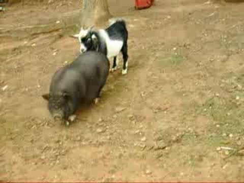 Hot Redneck Barnyard Sex Youtube