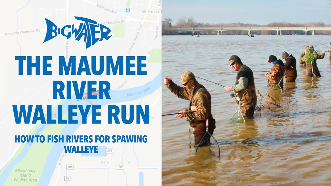 The Maumee River Walleye Run Tips And Tricks For Walleye Fishing In