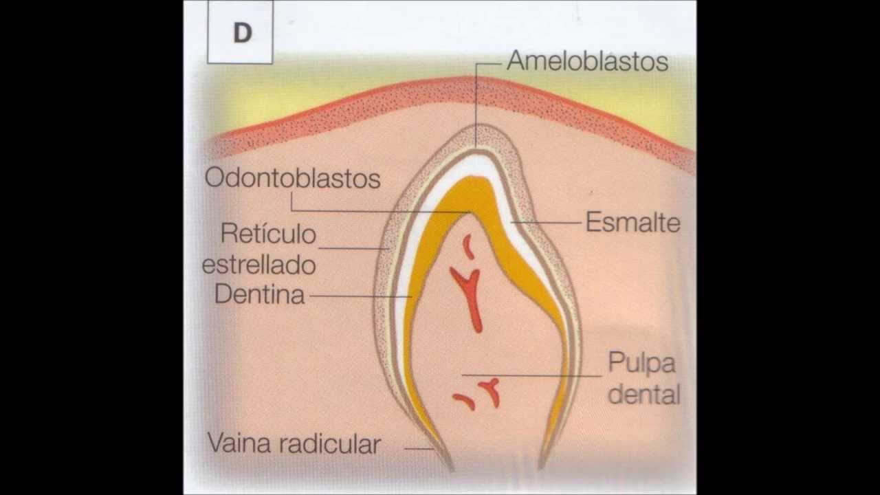 Odontogénesis Embriología Dentaria Youtube
