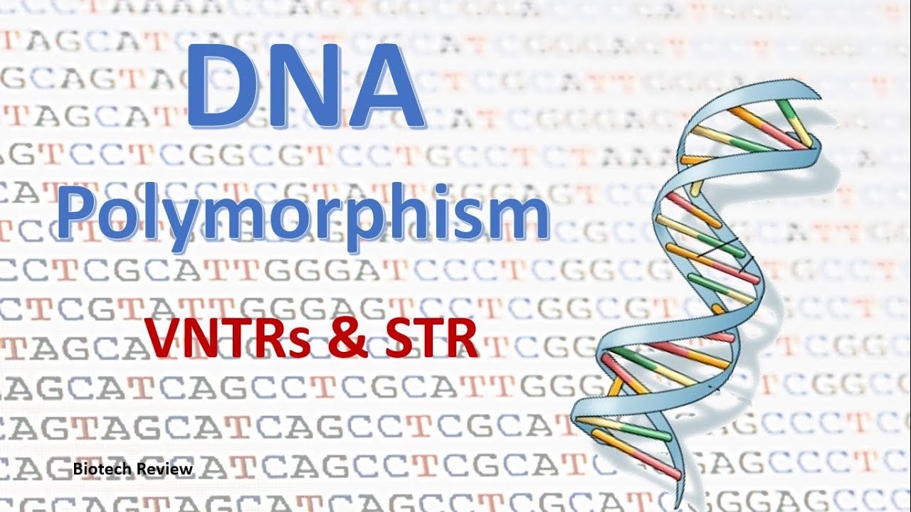Dna Polymorphism Vntr Str Youtube