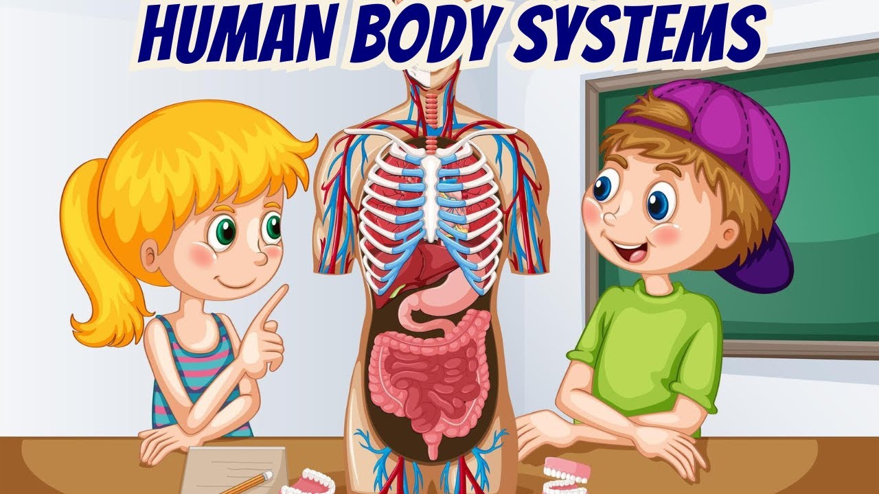 Human Body Systems Song Nursery Rhymes Kids Song Youtube