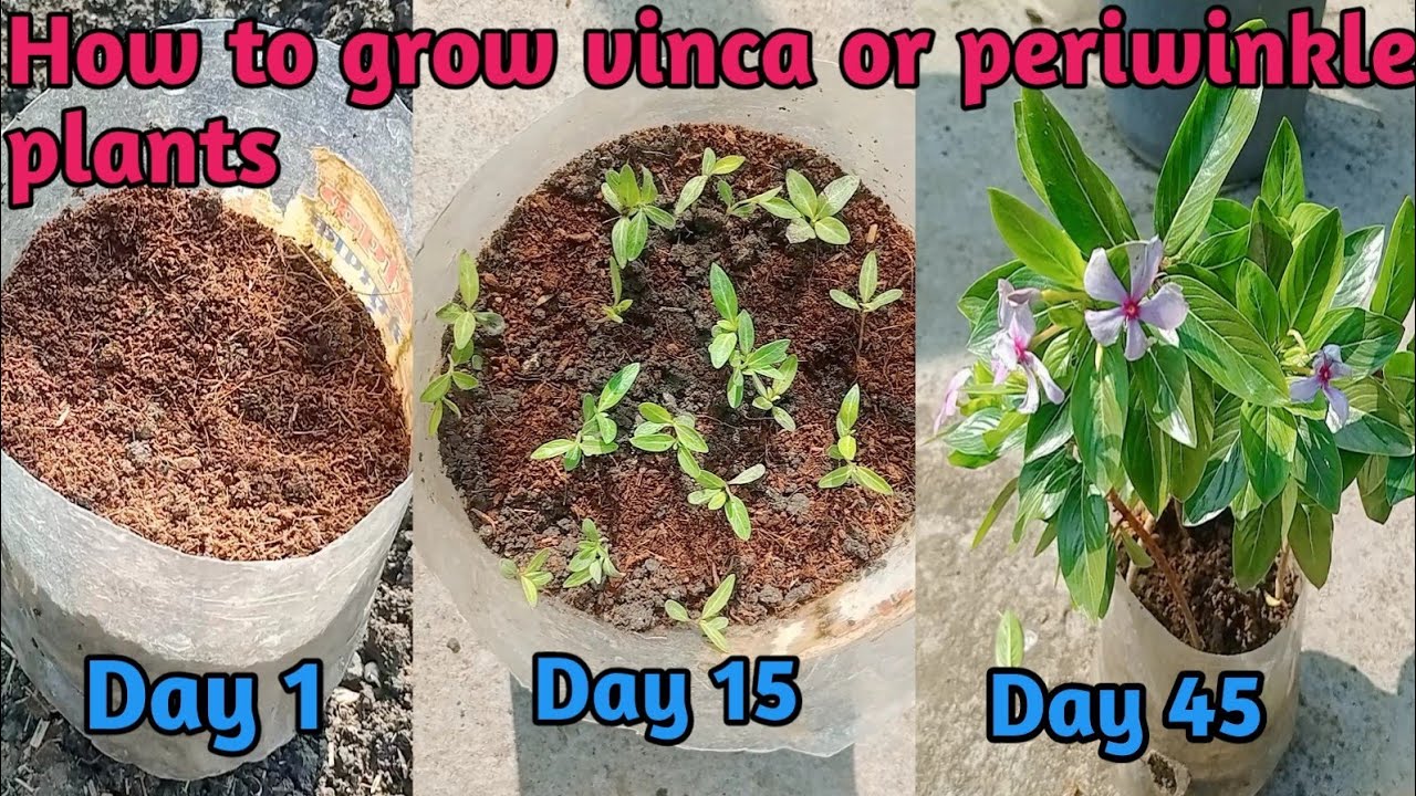 How To Grow Vinca Periwinkle Sadabahar Plants From Seeds Sadabahar