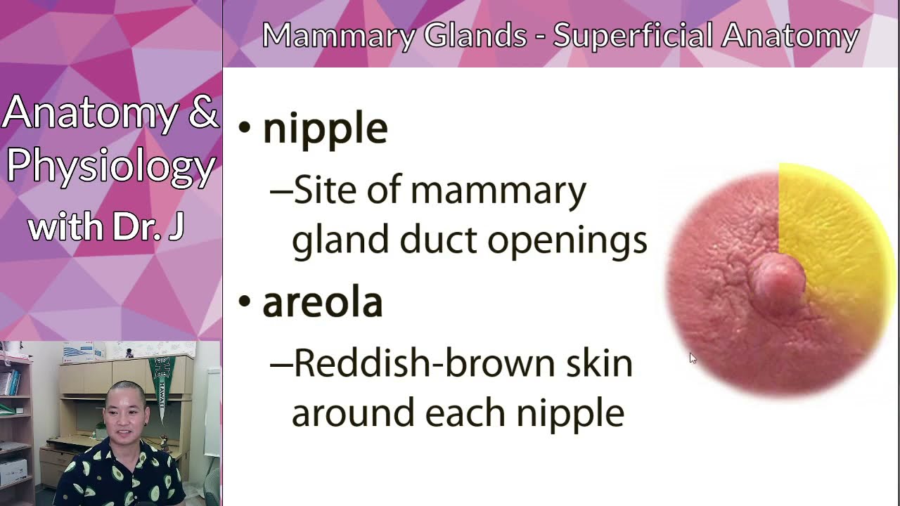 What Are The Bumps Around Your Nipple For At Sienna Schaw Blog