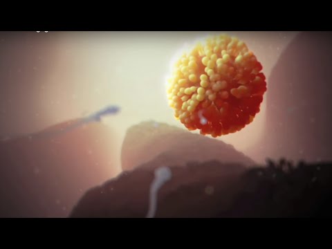 Fertilization Youtube