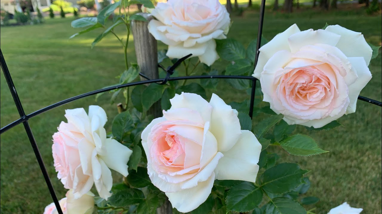 White Eden Climbing Rose Youtube