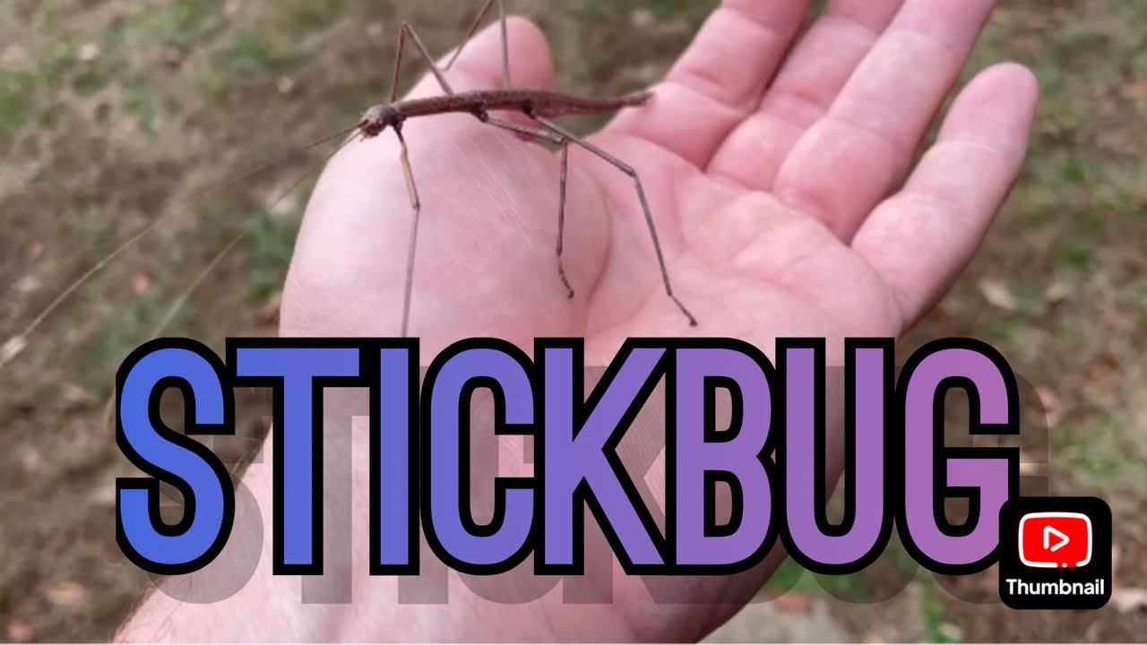 Stickbug Youtube