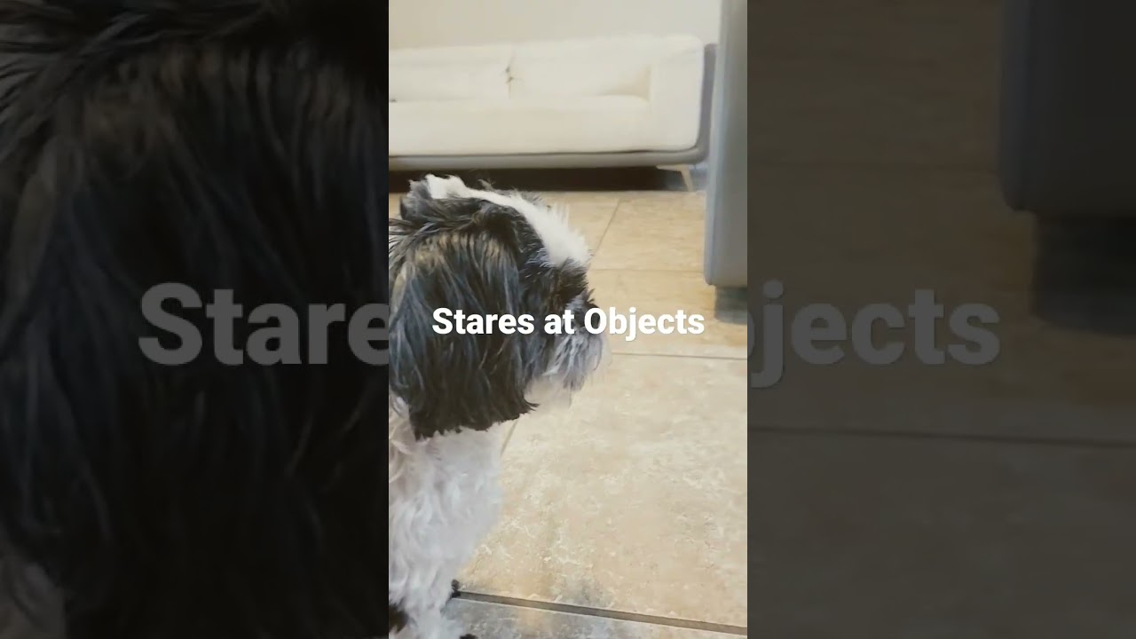 Weird Things My Dog Has Youtube