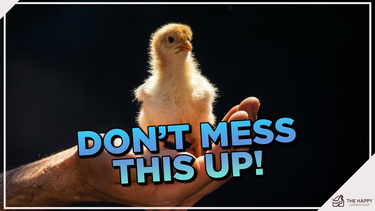 Feeding Baby Chicks Avoid These 5 Fatal Food Mistakes Homesteading Blog