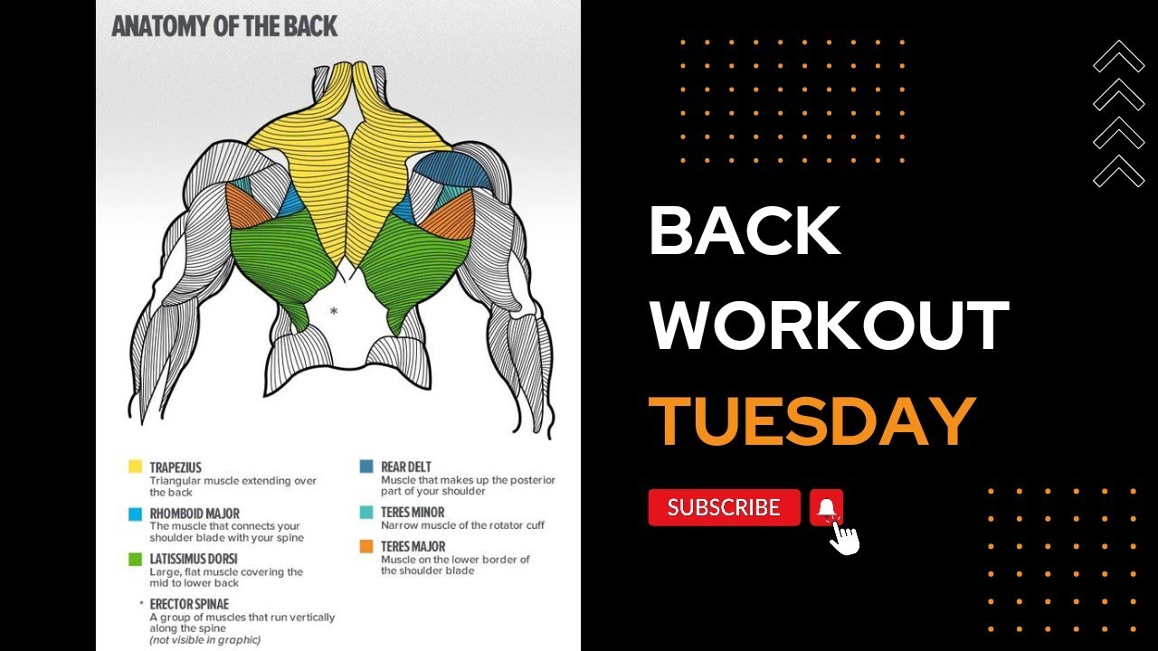 02 Back Workout Youtube