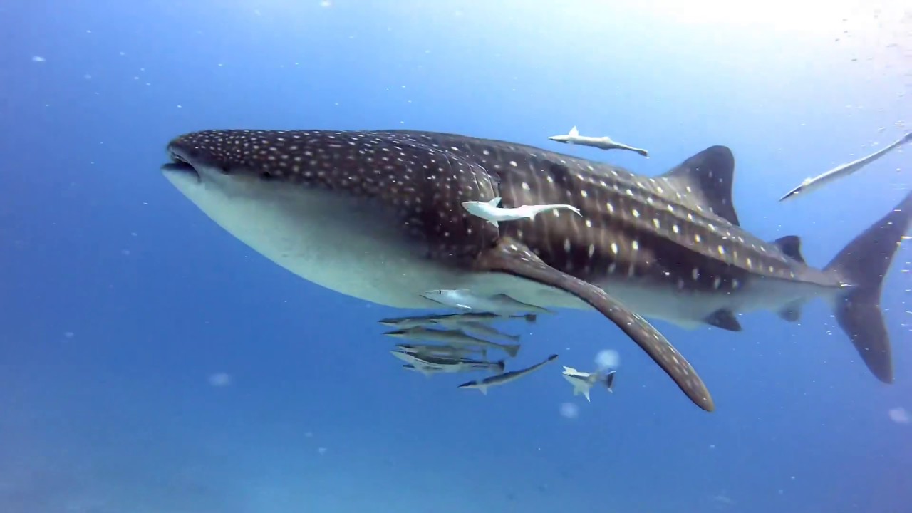 Remora Fish Whale Shark
