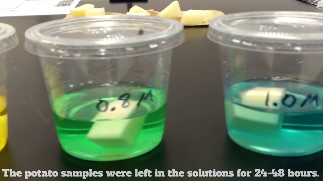 Potato Osmosis Lab Handout At Alyssa Hardwicke Blog