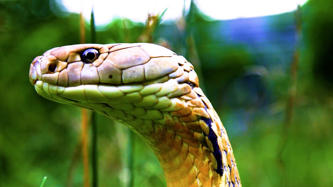 King Cobra The Silent Killer Amazing Snake Footage In 4k Youtube