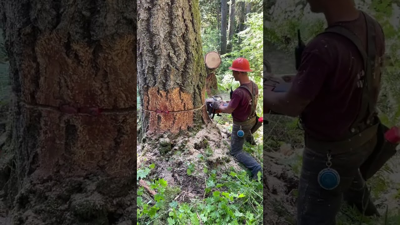 Timber Youtube
