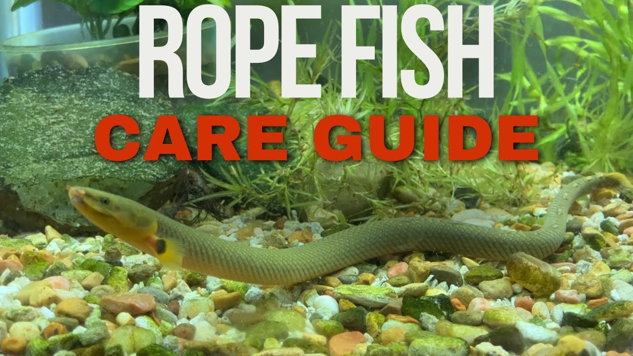 Rope Fish Care Guide Youtube