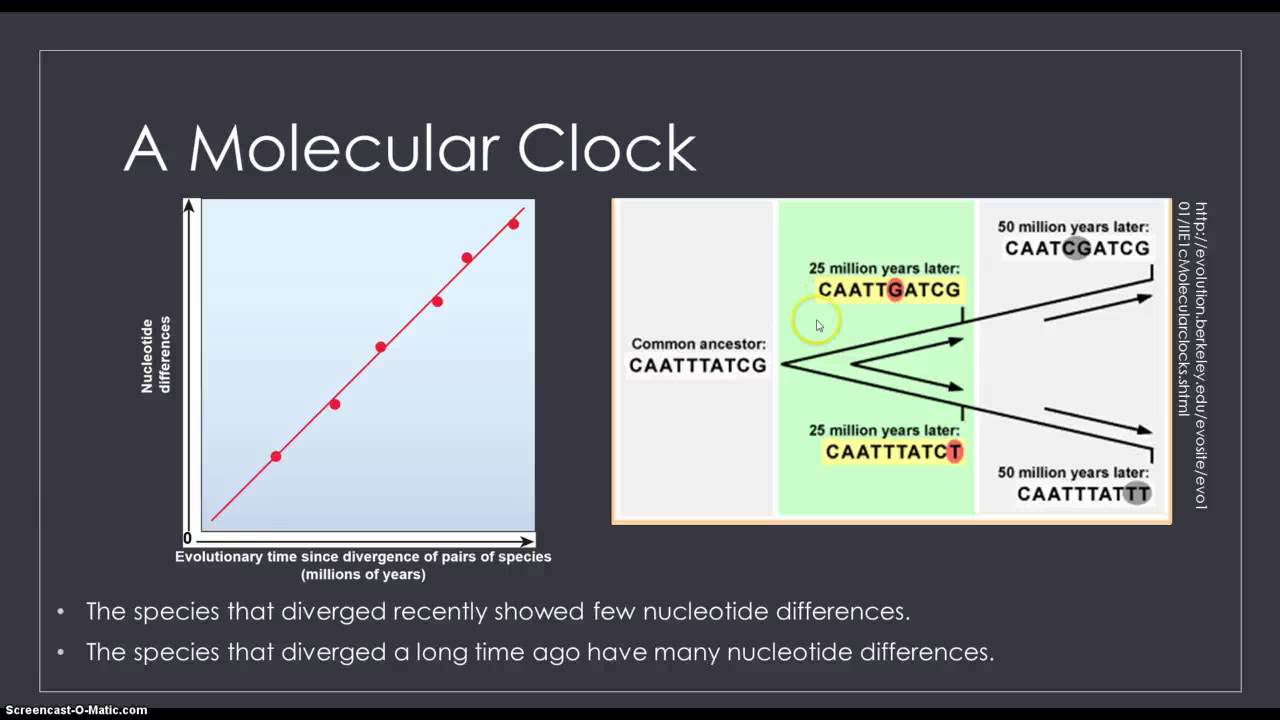 Evolution Az Molecular Clock