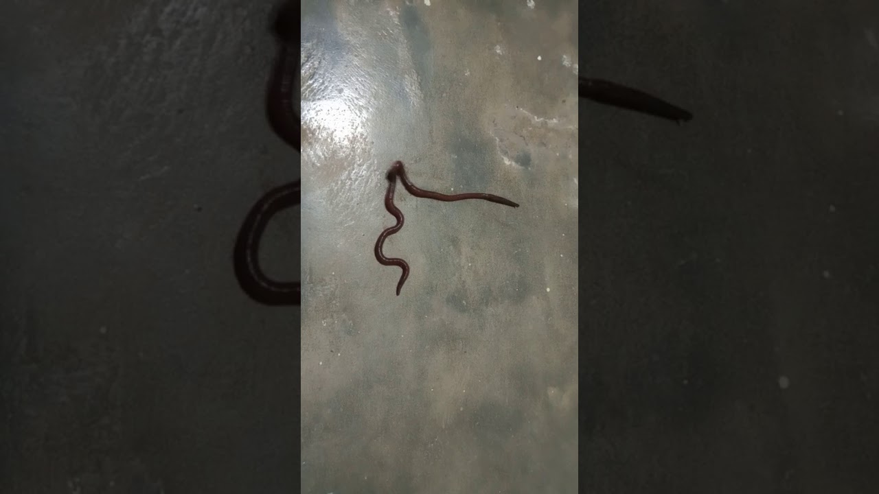 Dancing Insects Youtube