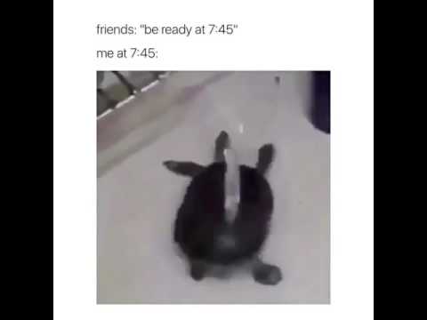 Dancing Turtle Meme Vine Youtube