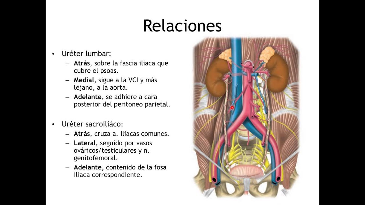 Anatomia Renal Ureteres Y Diafragma Youtube