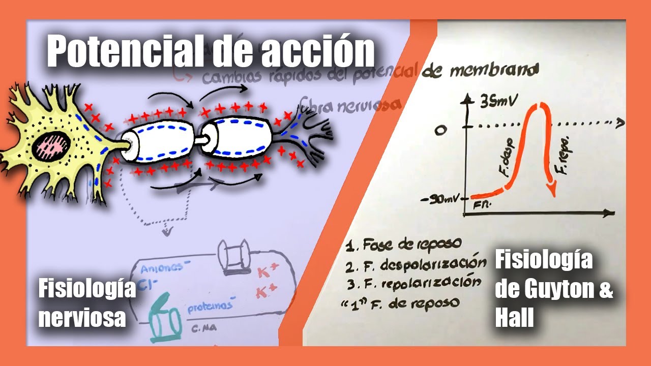 Potencial De Acción Fisiología Nerviosa Canales De Sodio Y Potasio