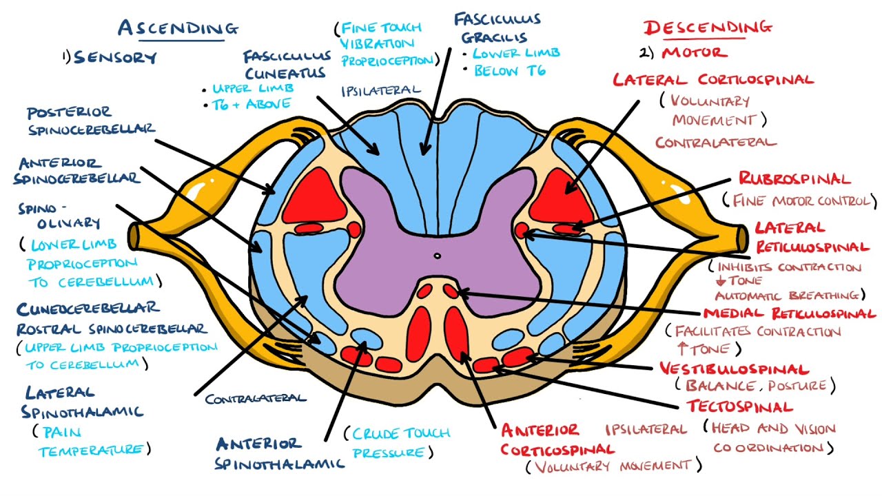 Spinal Cord Anatomy Tracts