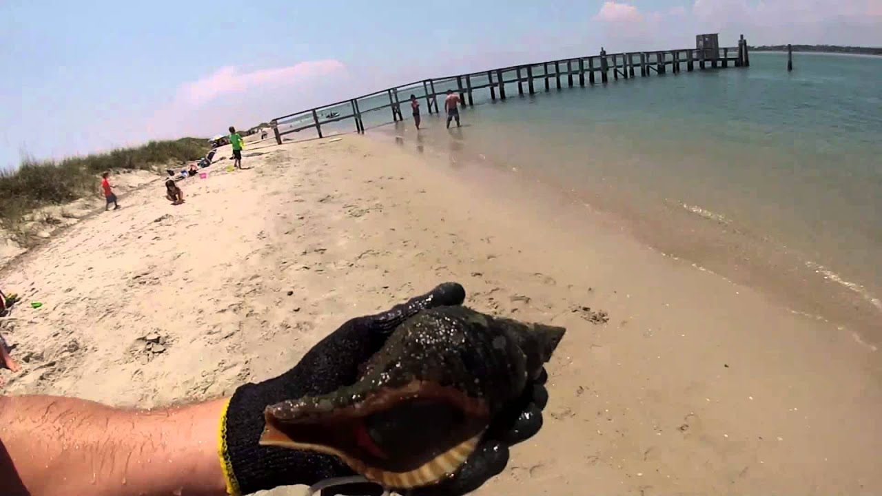 Topsail Island Snorkeling Youtube