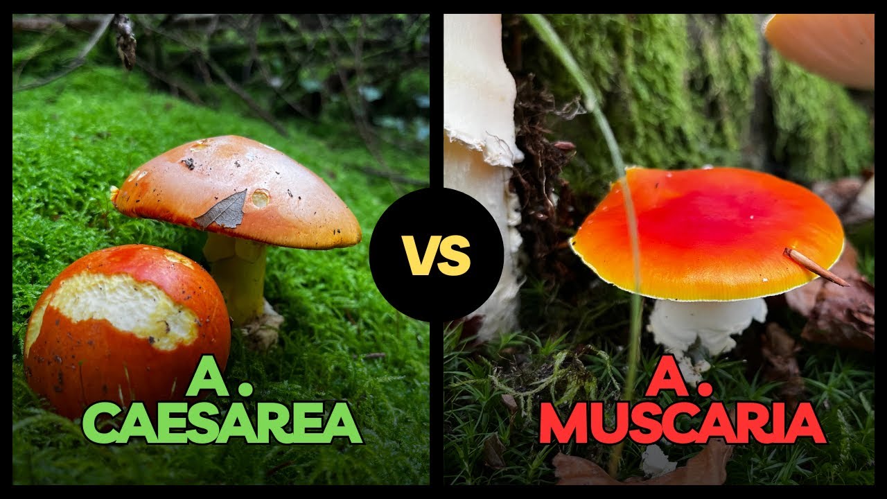 Amanita Caesarea Vs Muscaria Come Distinguerli Conoscere I Funghi