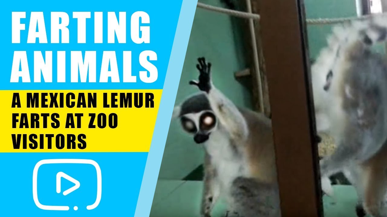 Farting Animals A Mexican Lemur Farts At Zoo Visitors Youtube