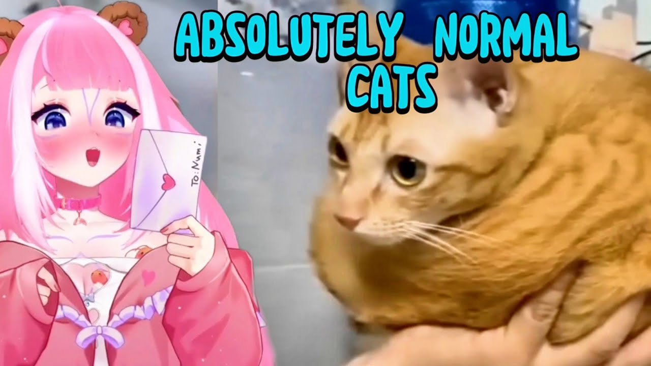 Shylily React To Absolutely Normal Cats By Cat Brain Exe Youtube
