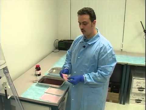 Sequential Processing 2010 05 Oil Red O Youtube