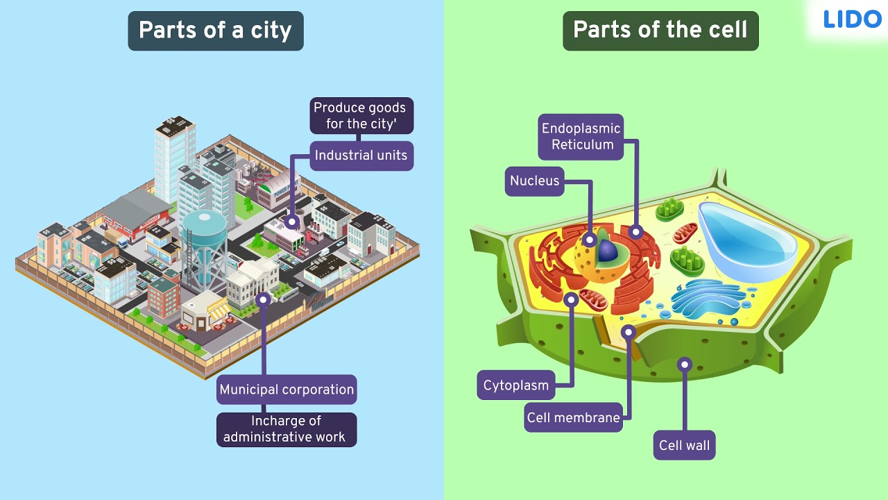 Cell City Diagram