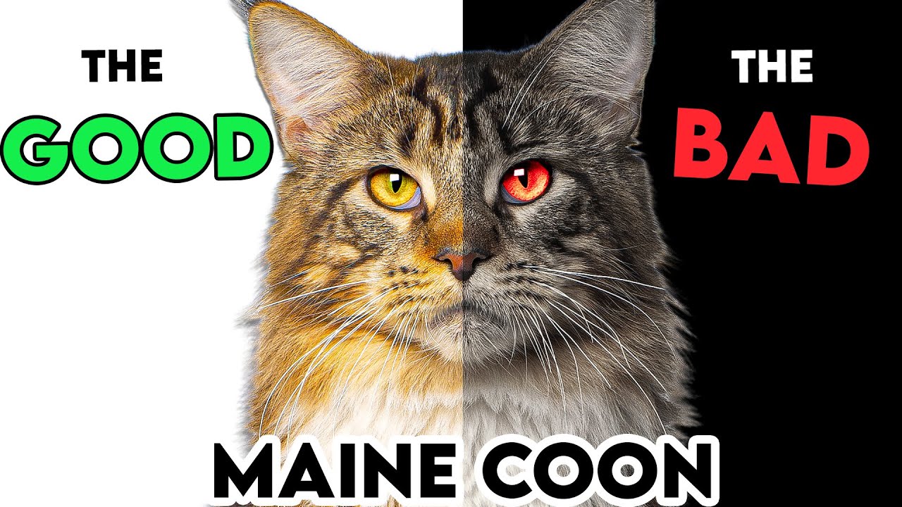 Must Know Maine Coon Cat Pros And Cons Youtube