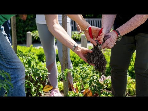 Thrive Program Youtube