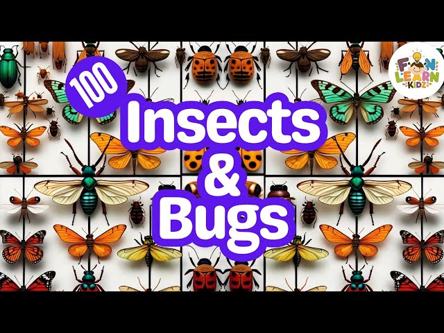 Insects And Bugs For Kids Insect Videos Incredible Critters