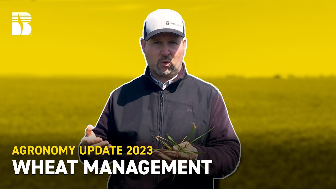 Wheat Management Beck S Agronomy Update Youtube