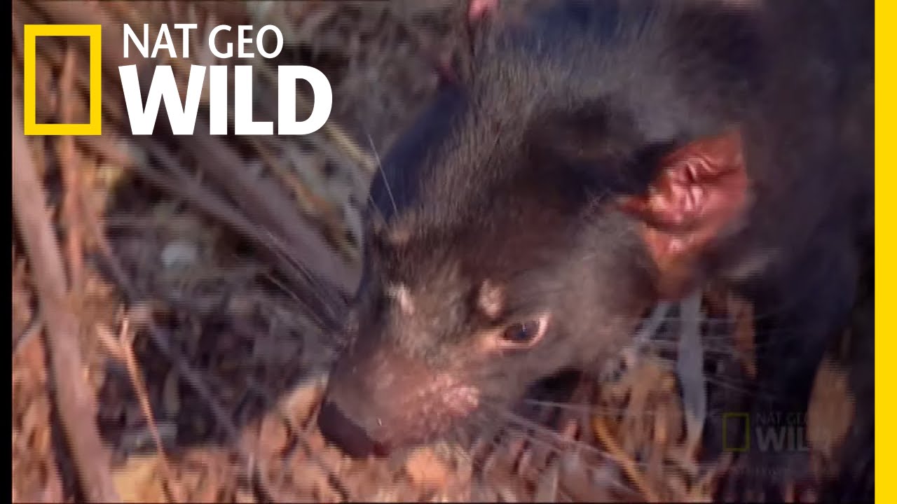 Tasmanian Devil Babies Witness A Wild Baby Animal Boom Up Close On The