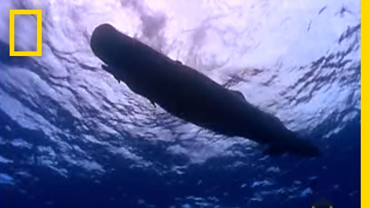Sperm Whale Diving National Geographic Youtube