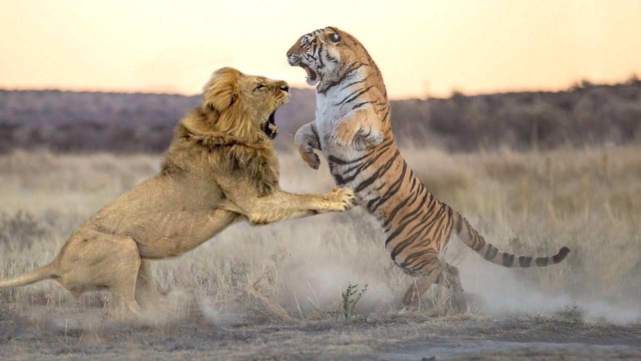 León Vs Tigre Leon Luchando Contra Tigre Tigre Vs León Youtube