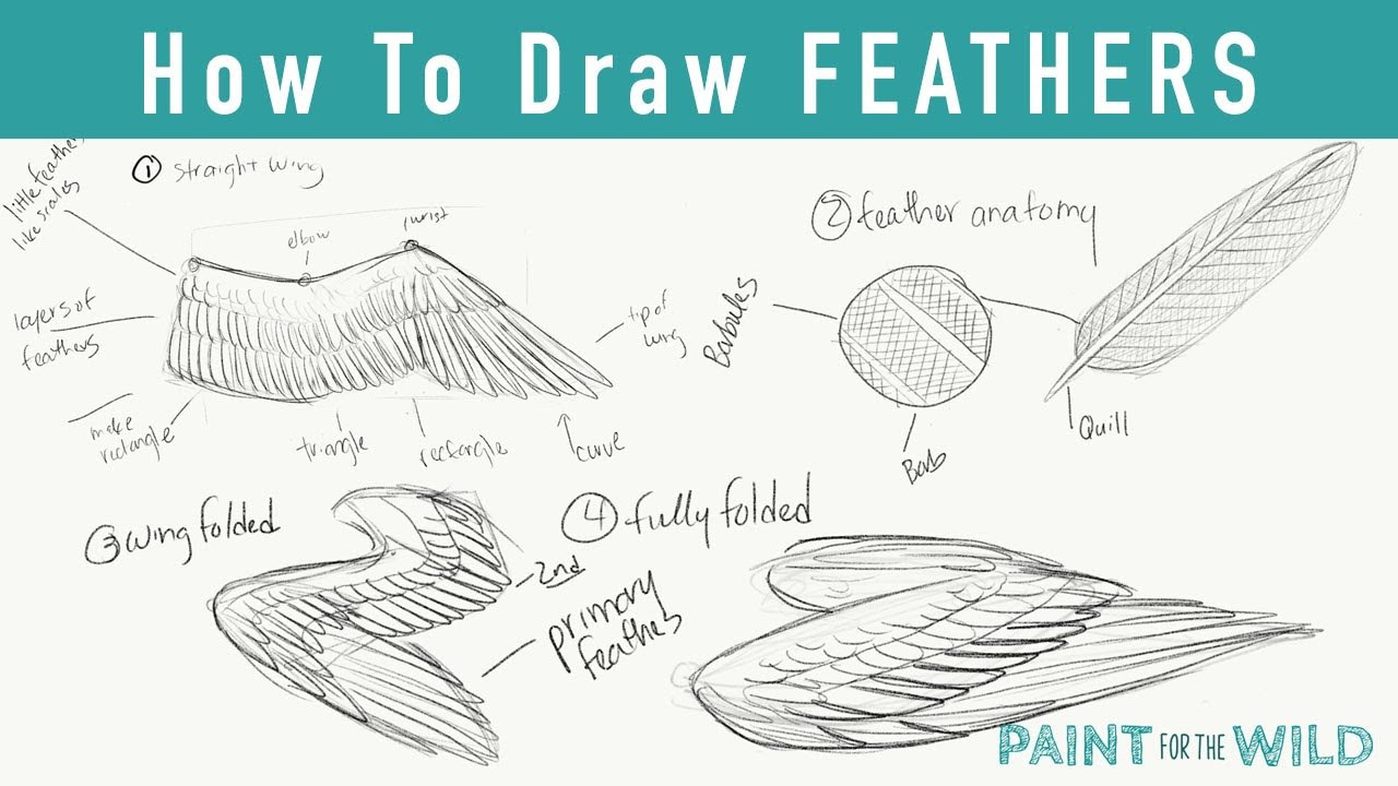 How To Draw Bird Wings Step By Step How To Draw A Bird Easy