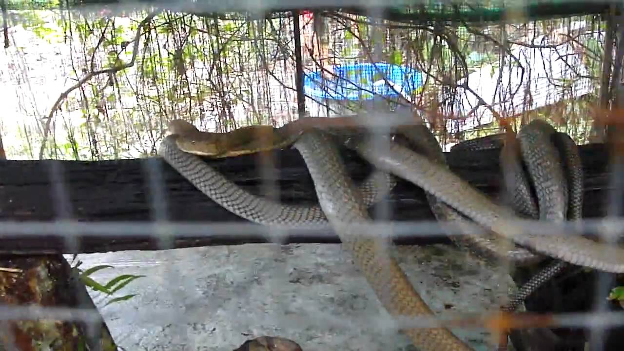 King Cobra Snake Show Ao Nang Krabi Thailand Youtube