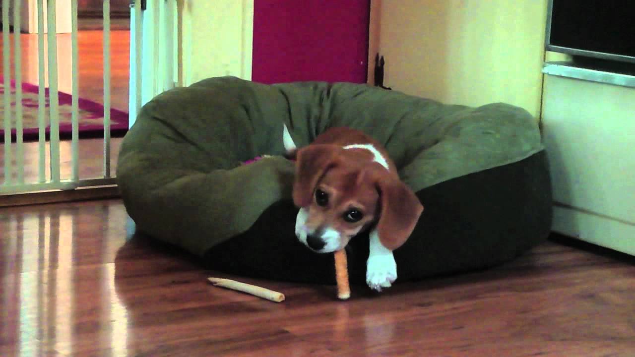 Funny Playful Beagle Puppy Youtube