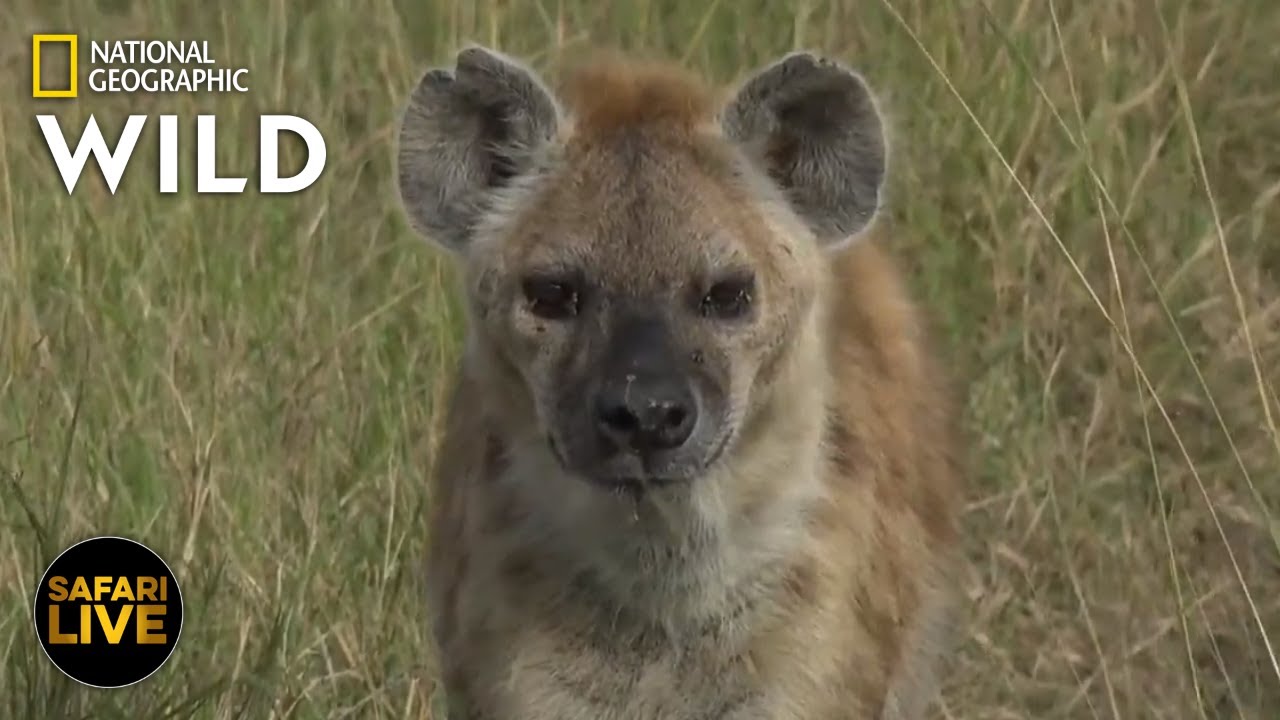 Nat Geo Wild Animal Atlas National Geographic Store